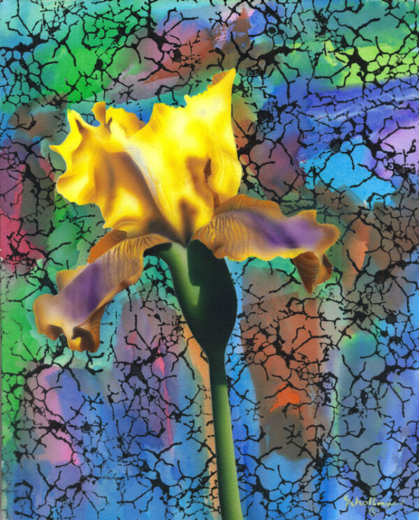 Iris With Colorful Abstract