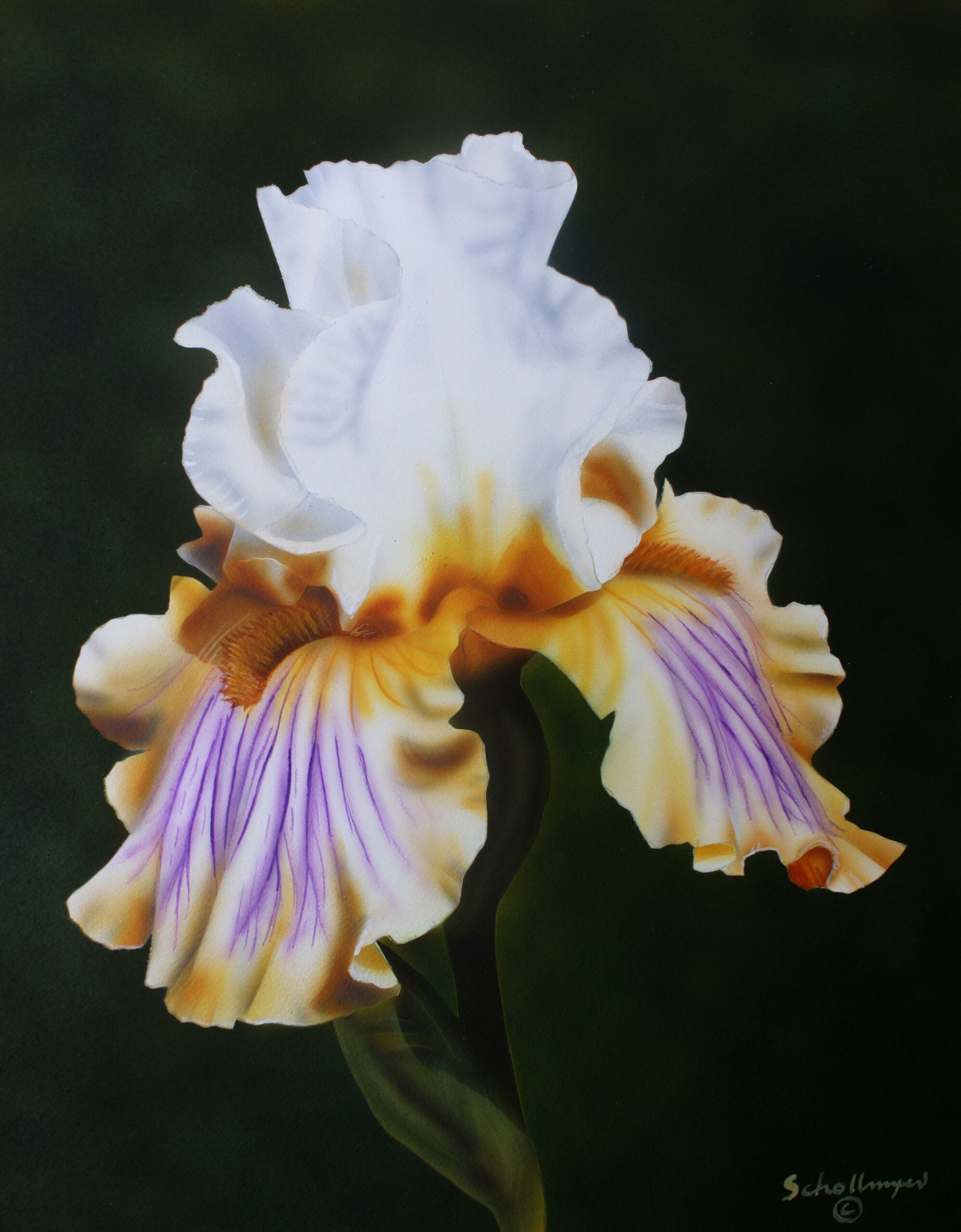 Ivory Iris