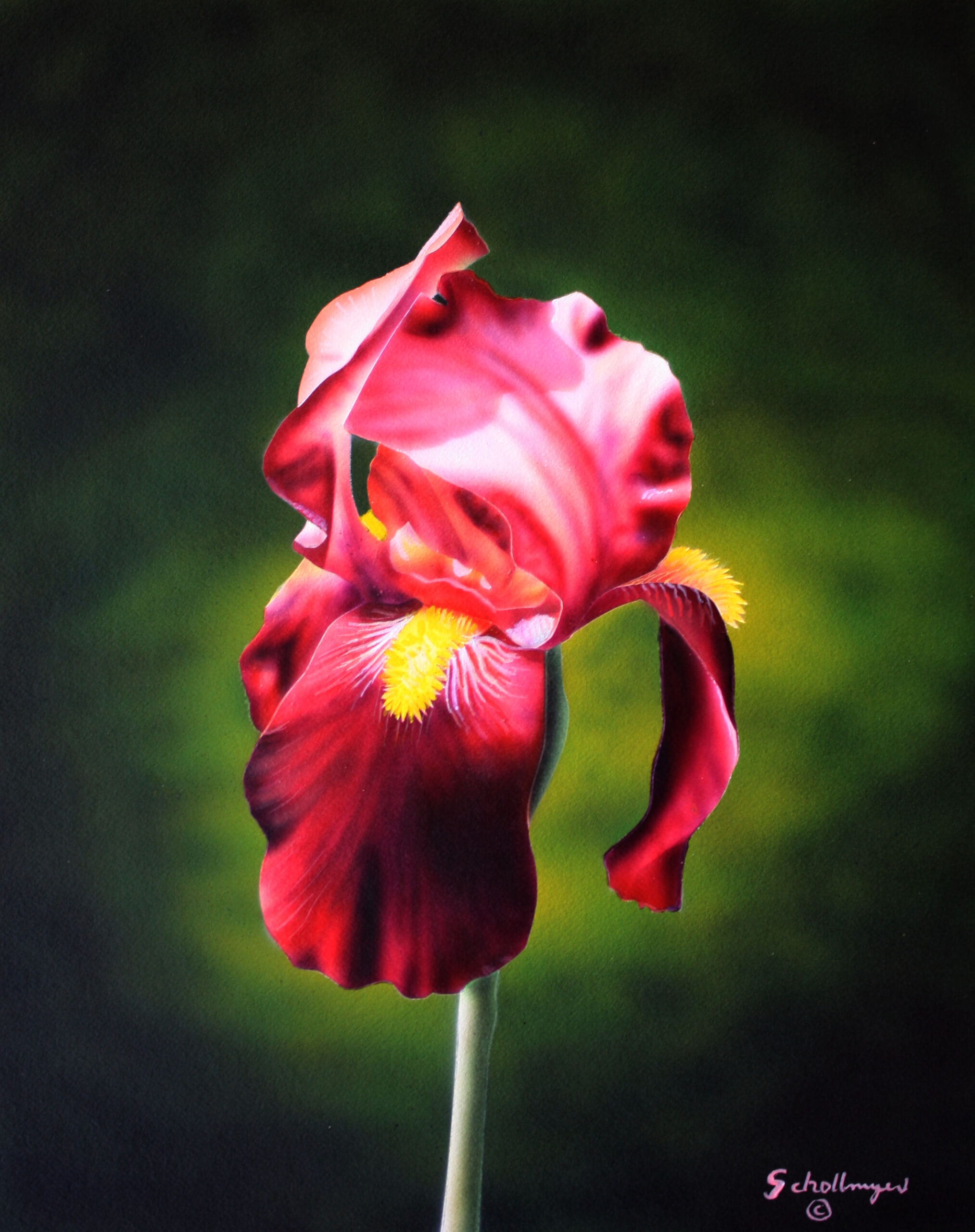 Ruby Iris